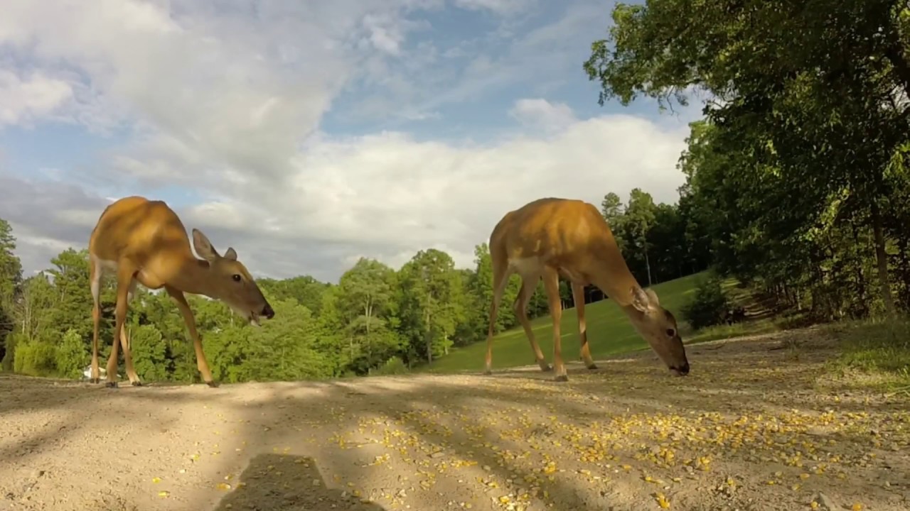 Eastern Kentucky Wildlife #67 - YouTube