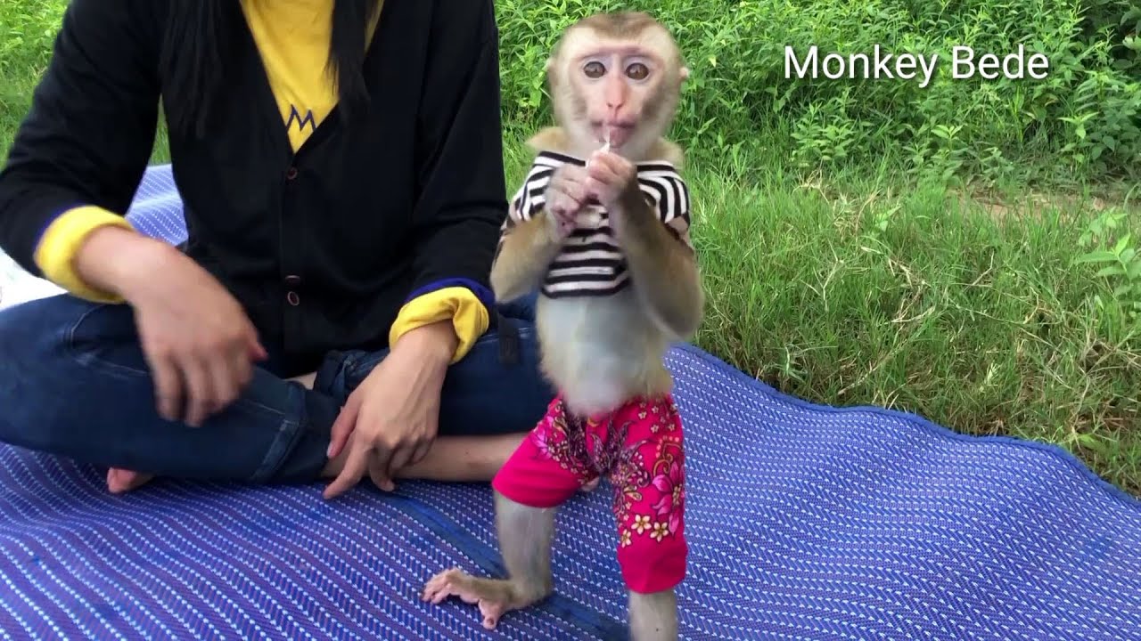 Lovely Baby Monkey Bede Standing So Handsome - YouTube