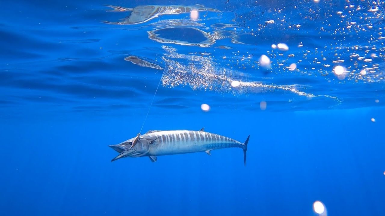 Amazing Wahoo Fishing Video! MagTrak Lure - Wahoo Dance - YouTube