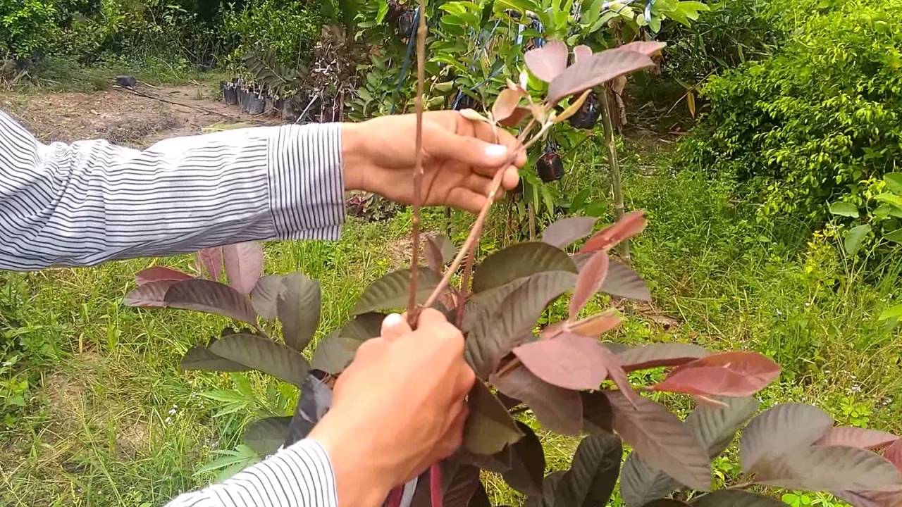 Grafting guava tree - YouTube