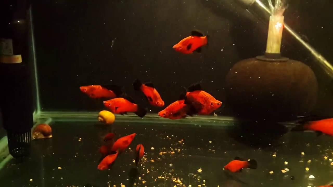 Tiger swordtails. Fb: Ganhuu erdenebold - YouTube