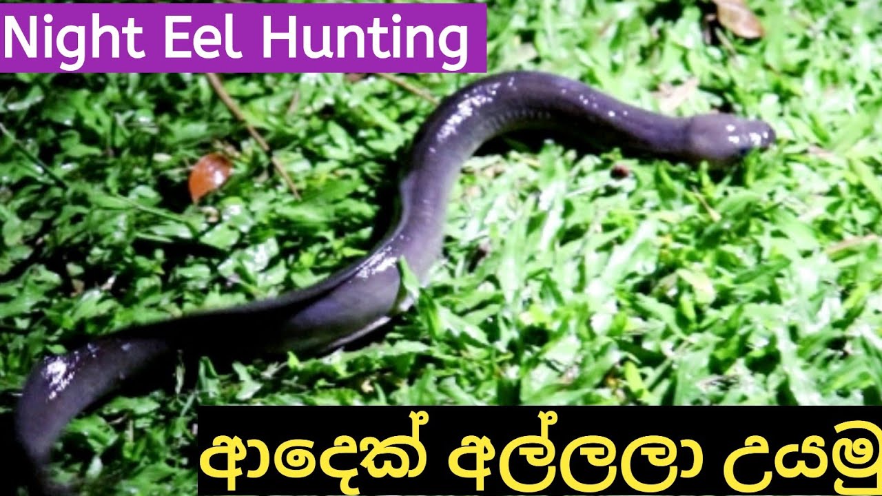 Village Boys Amazing Catching and Cooking Big Eel fish at Night | Eel ...