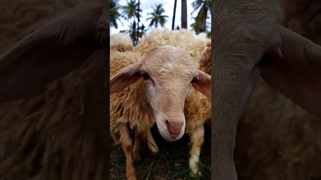 Garole breed 🐑🐑..... #sheep #sheepfarming #sheeptuber #breeding # ...