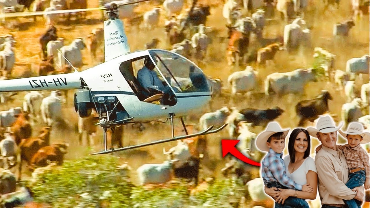 You Never Imagined: Cattle Herding by HELICOPTER – The Most Incredible ...