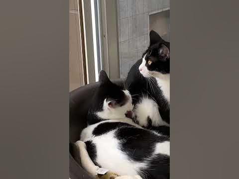 🐈‍⬛キレイになったら誘っちゃおうかな〜⁉️🐈💦😄#猫カフェ#猫動画#猫好き#猫ちゃん#猫#ねこ動画#ねこ好き#ねこちゃん#ねこ#ネコ#cat#cats - YouTube