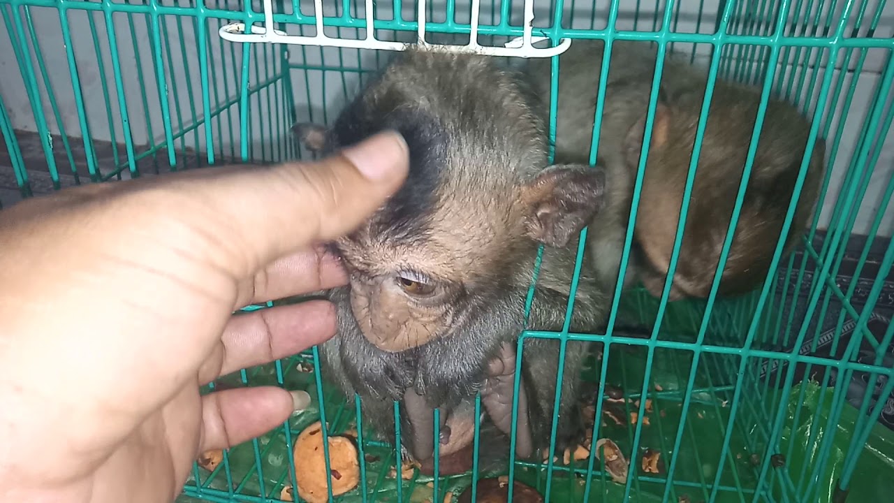 Cute baby Monkey Donald & Monkey Biden Sleeping Will, Ofter Massage ...