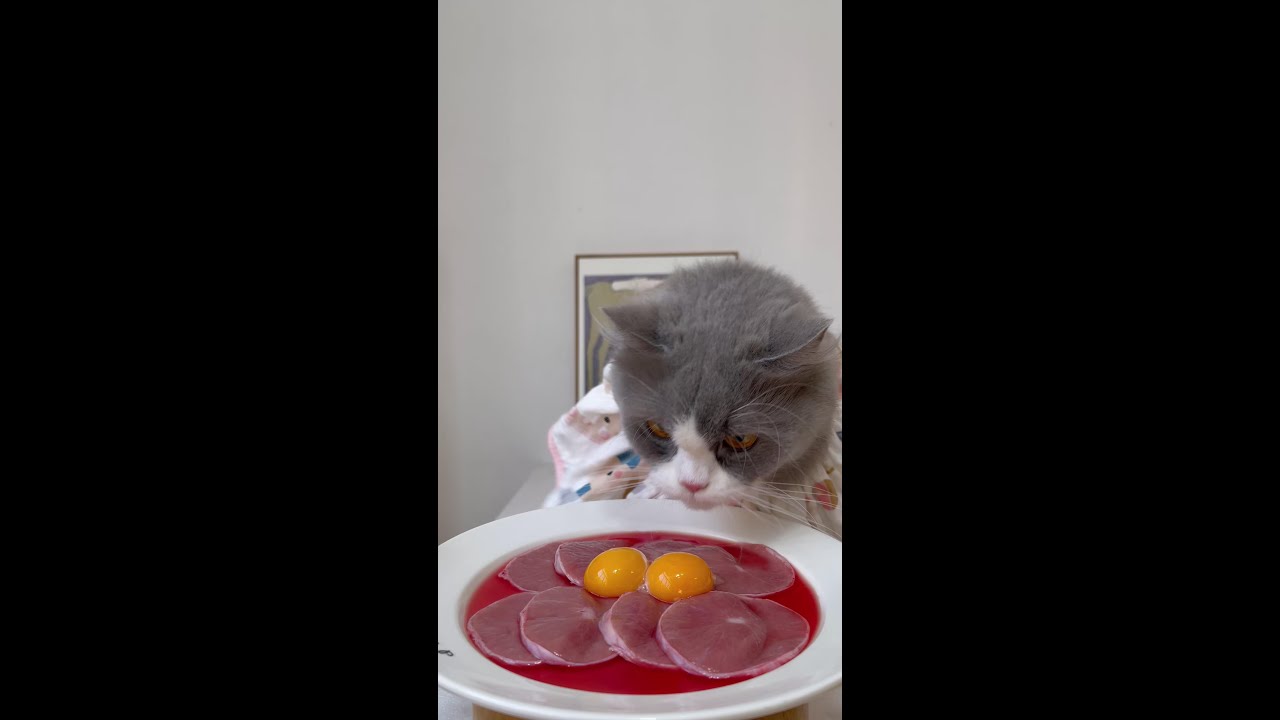 Feed kitten time# kitten most active in dry rice# food cat# kitten ...