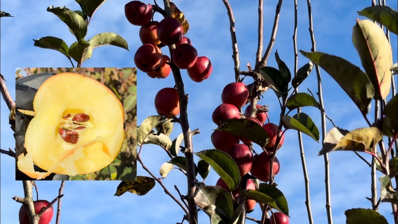 Wickson Crab Apple Has Intense Flavor! 2025 NW WA - YouTube