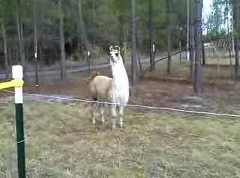 Llama Alarm Call - YouTube