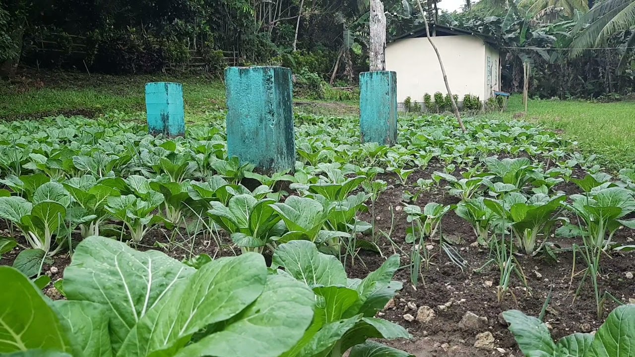 Best Cabbage - Pechay - YouTube