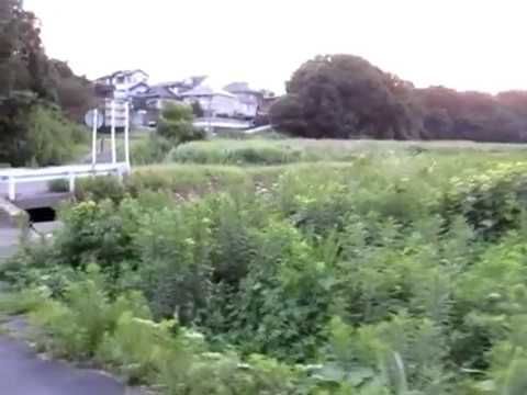 Sound of Higurashi (evening cicada) in Japan ひぐらし - YouTube
