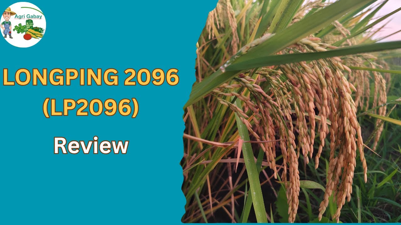 Longping 2096 (LP2096) NSIC RC 404H review - YouTube