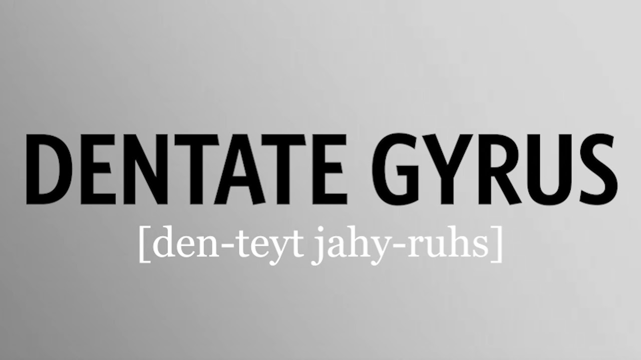 Dentate Gyrus