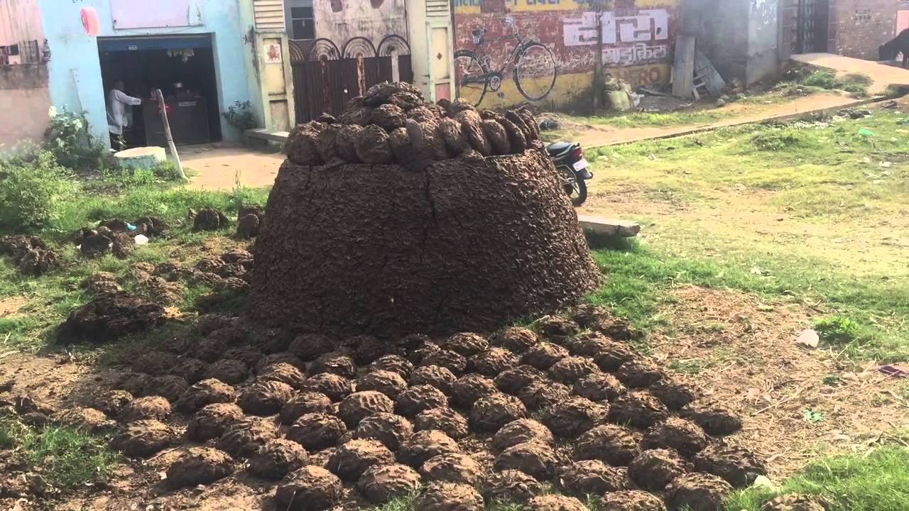Cow dung, patties drying, and storage structure - YouTube
