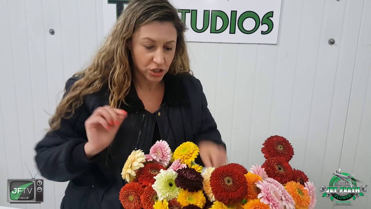 JFTV Gerrondo Gerbera Daisies with Celine - YouTube