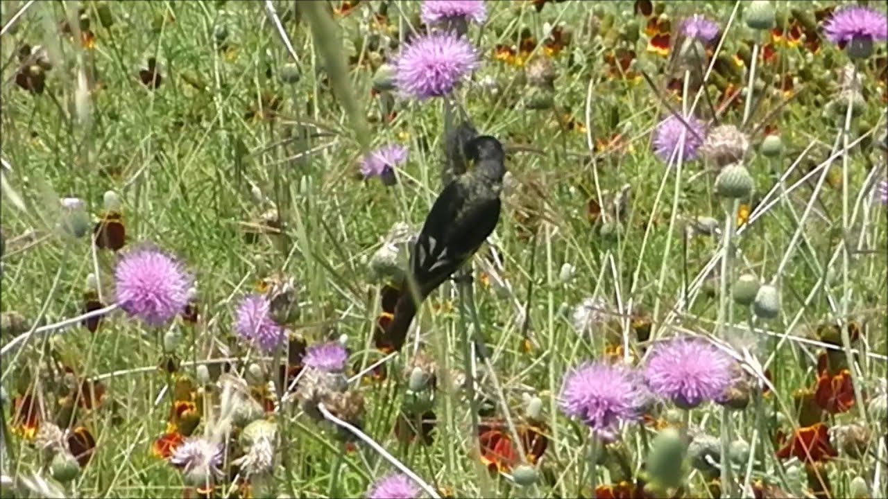 RPRZ Spinus psaltria the Lesser Goldfinch Take One - YouTube