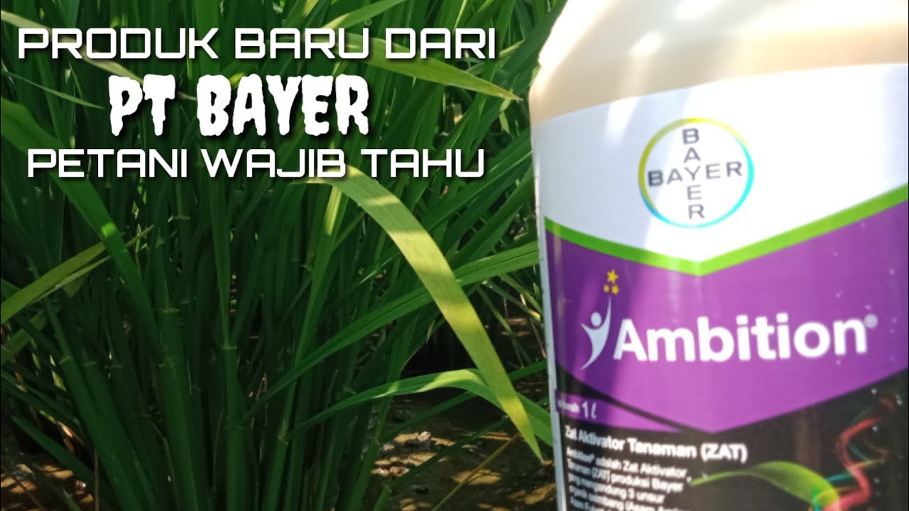 Ambition dari pt bayer petani wajib tahu - YouTube