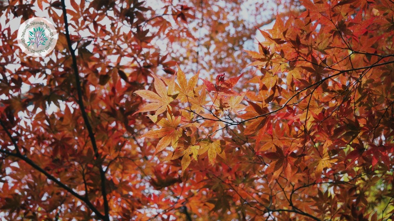 A place where you can see beautiful autumn leaves | Nature Scenery ...