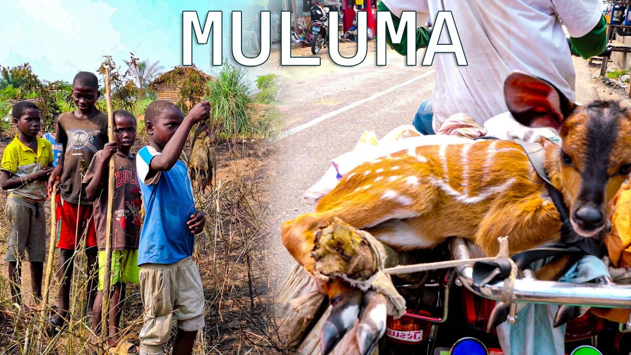 DÉCOUVERTE VILLAGE MULUMA DANS LE KWILU PROFOND, VOICI LA ZONE INEXPLORÉE DE LA NATURE ...