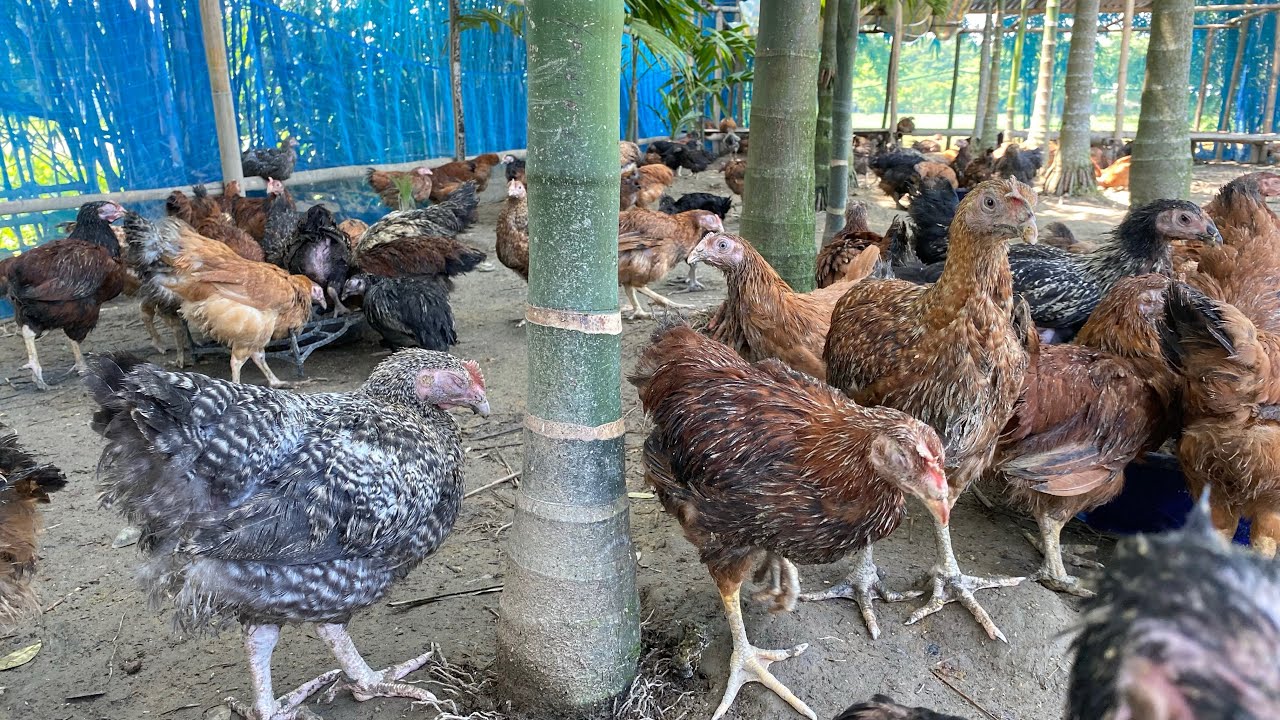 Desi Murga Farm 🐔 | Chicken Farming in India | Desi Chicken Business ...