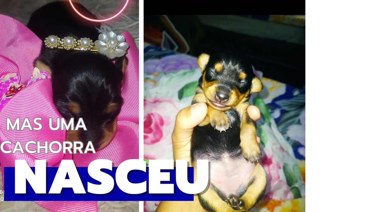 POTOCA TEVE FILHOTE 🐕 - YouTube