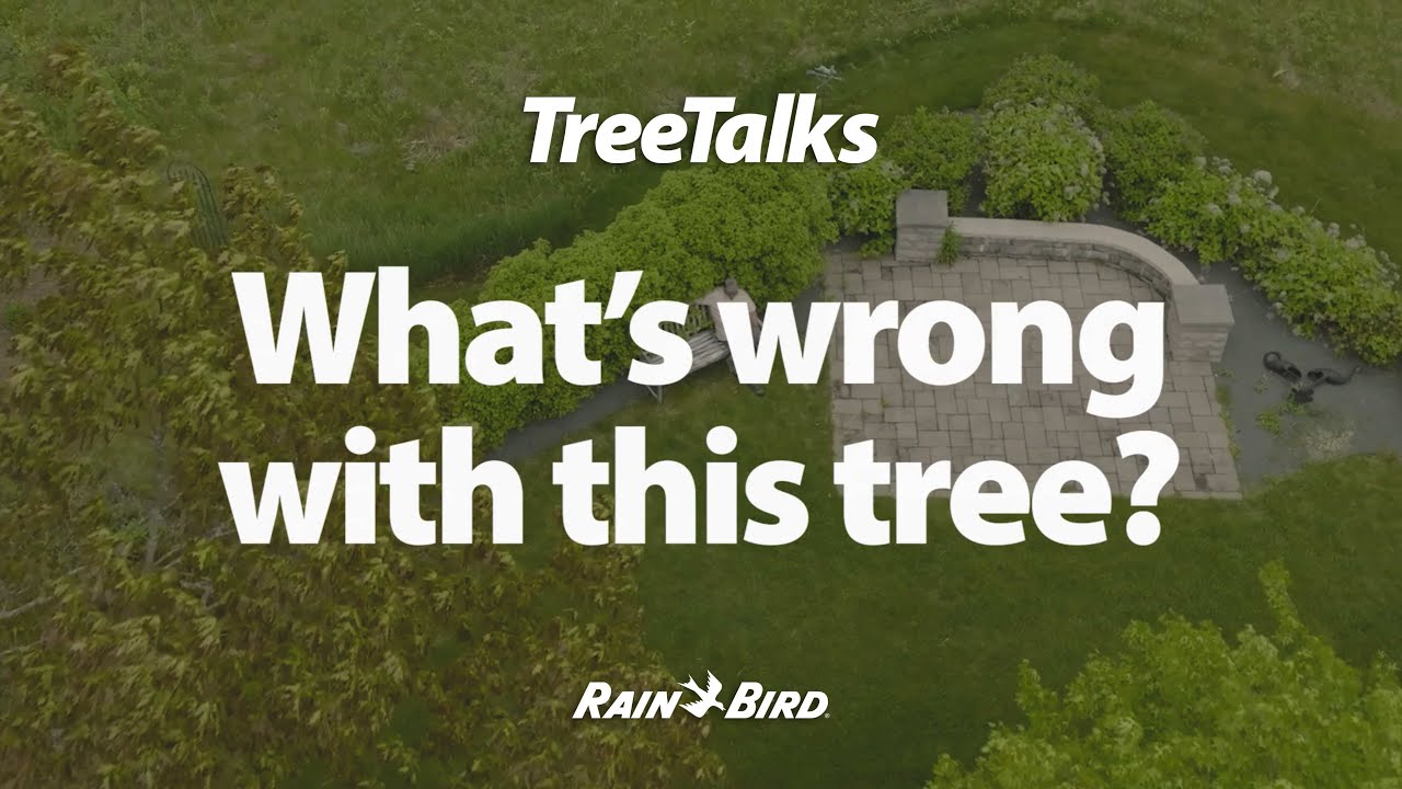 Rain Bird Tree Talks - What's Wrong With This Tree (Tree Care) - YouTube