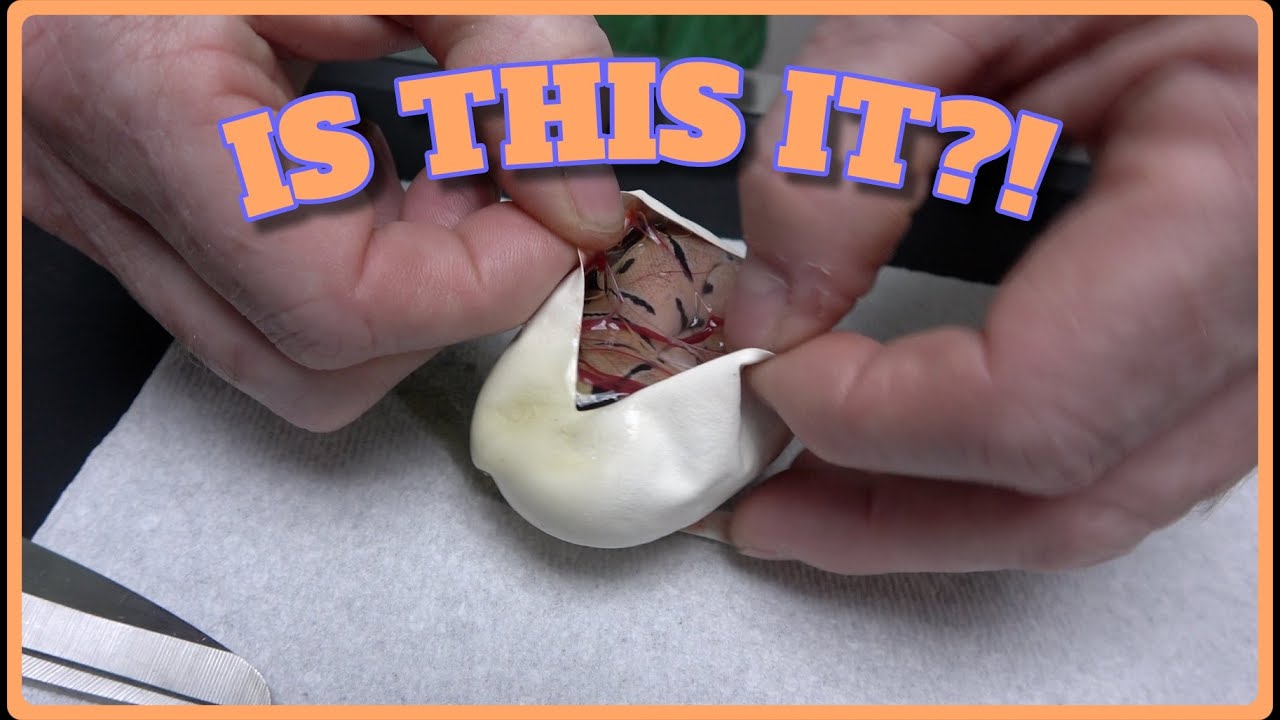Can We Make Tri-Stripes? Egg Cutting! - YouTube