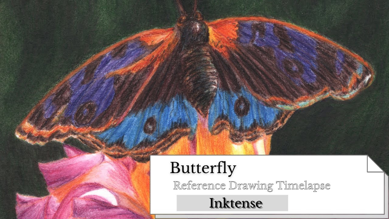 Butterfly Reference Timelapse - YouTube