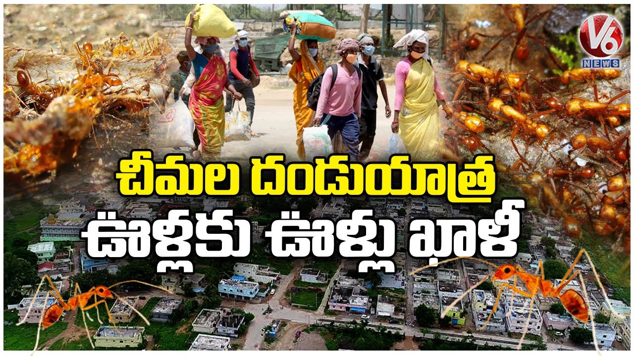 Yellow Crazy Ants Cause Chaos In Tamilinadu Villages | V6 News - YouTube