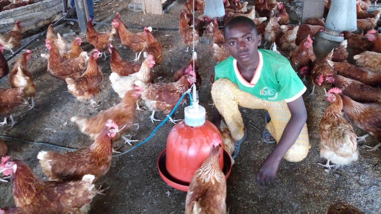 Composition de Quelques aliments de volaille ( poules pondeuses et ...
