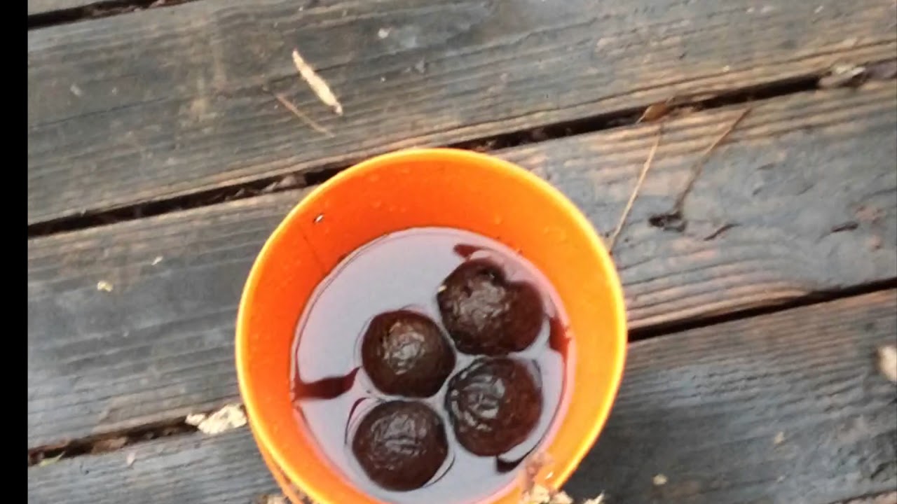 How to Make Ink from Walnuts - YouTube