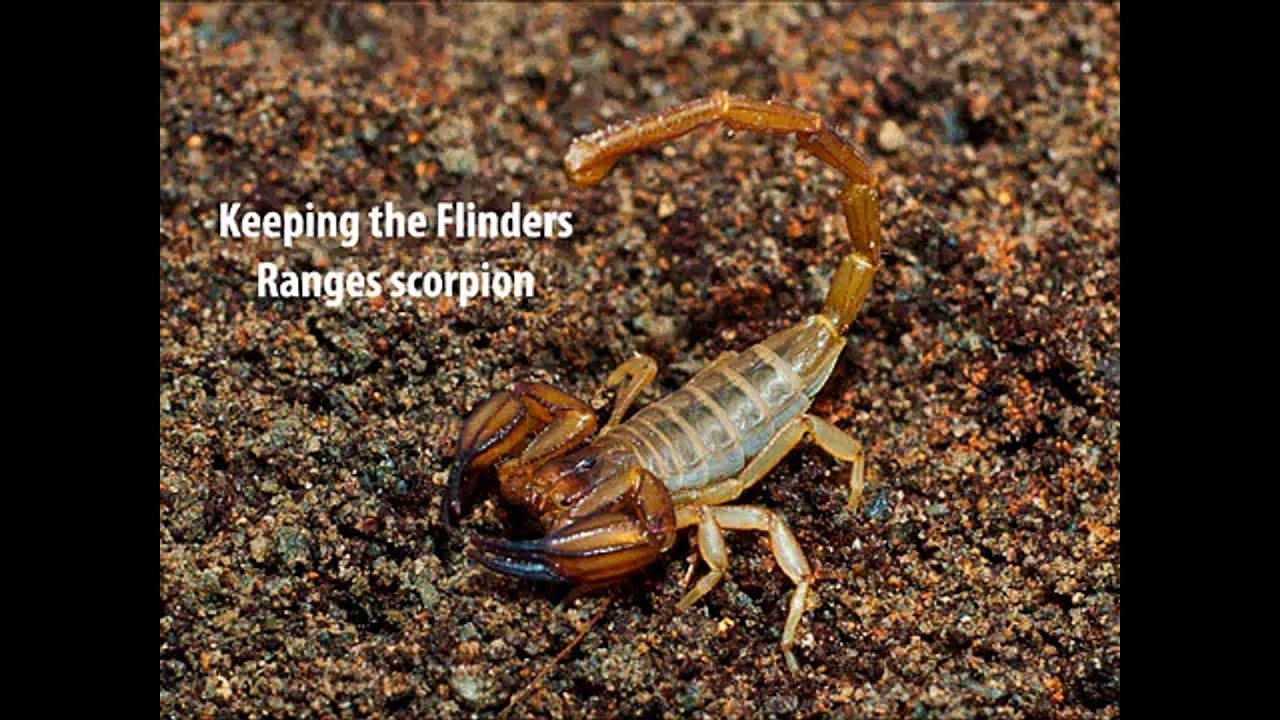 Flinders range scorpion - diet, suggested substrate, enclosure, and ...