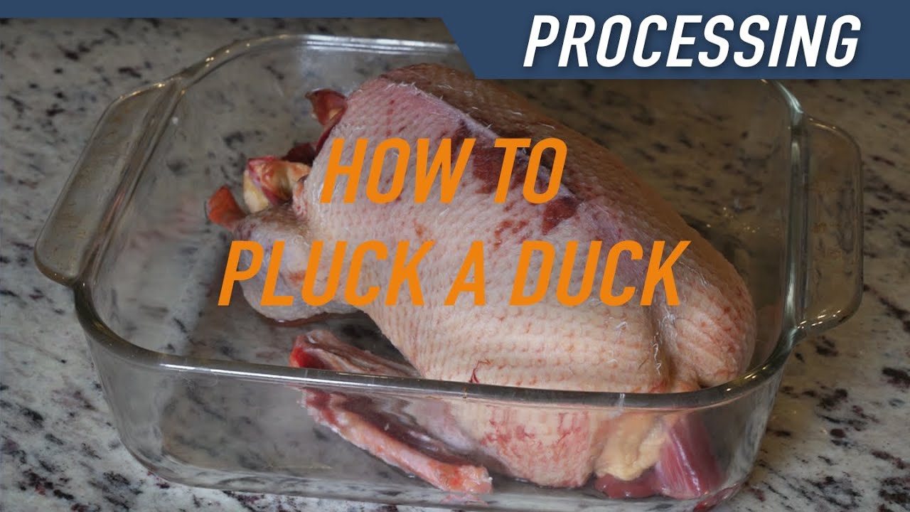 How to Pluck a Duck - YouTube