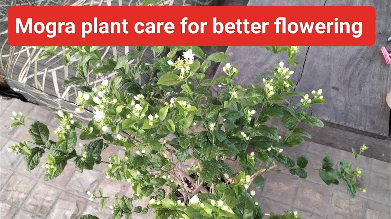 Mogra plant care tips!Jyada flowering kaise le Mogra plant se!# ...