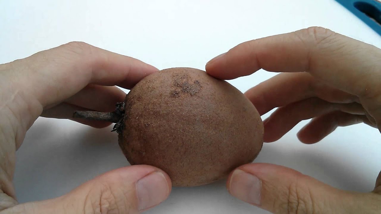 Eating a caramel fruit also called Chikoo, Chico, Sapodilla, Nasberry ...