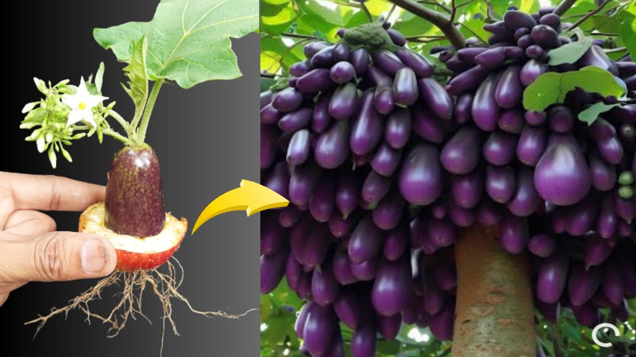 Brinjal tree at home and lots of fruit,, How to grow eggplant with ...