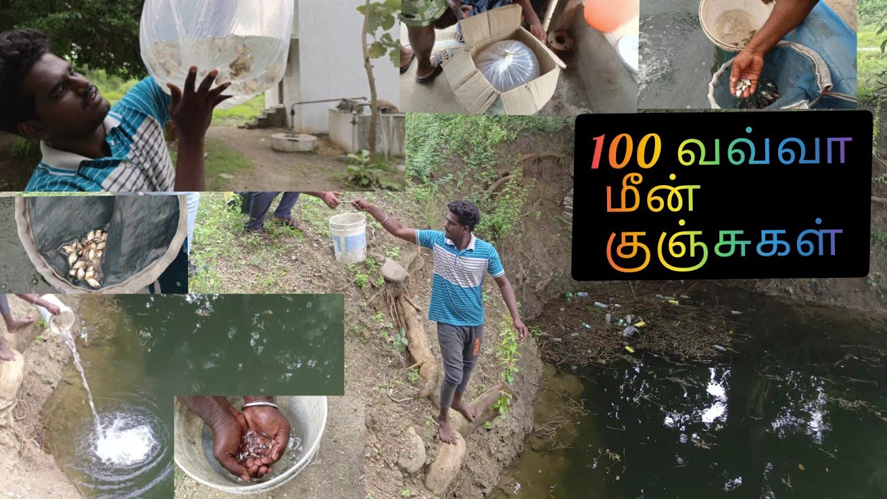கிணற்றிள் 100 வவ்வா வளர்ப்பு மீன் குஞ்சுகள் 🐠🐟/vavva meen valarpu #fish ...