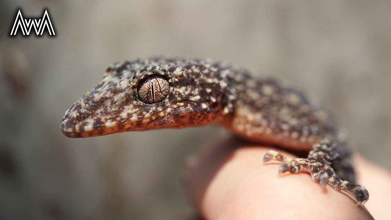 AwA Southern Leaf Tailed Gecko (Phyllurus platurus) - Guest Appearance ...