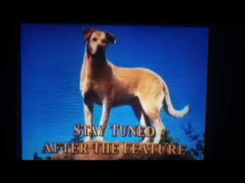 My Walt Disney Masterpiece Collection VHS Collection (Part 2) - YouTube