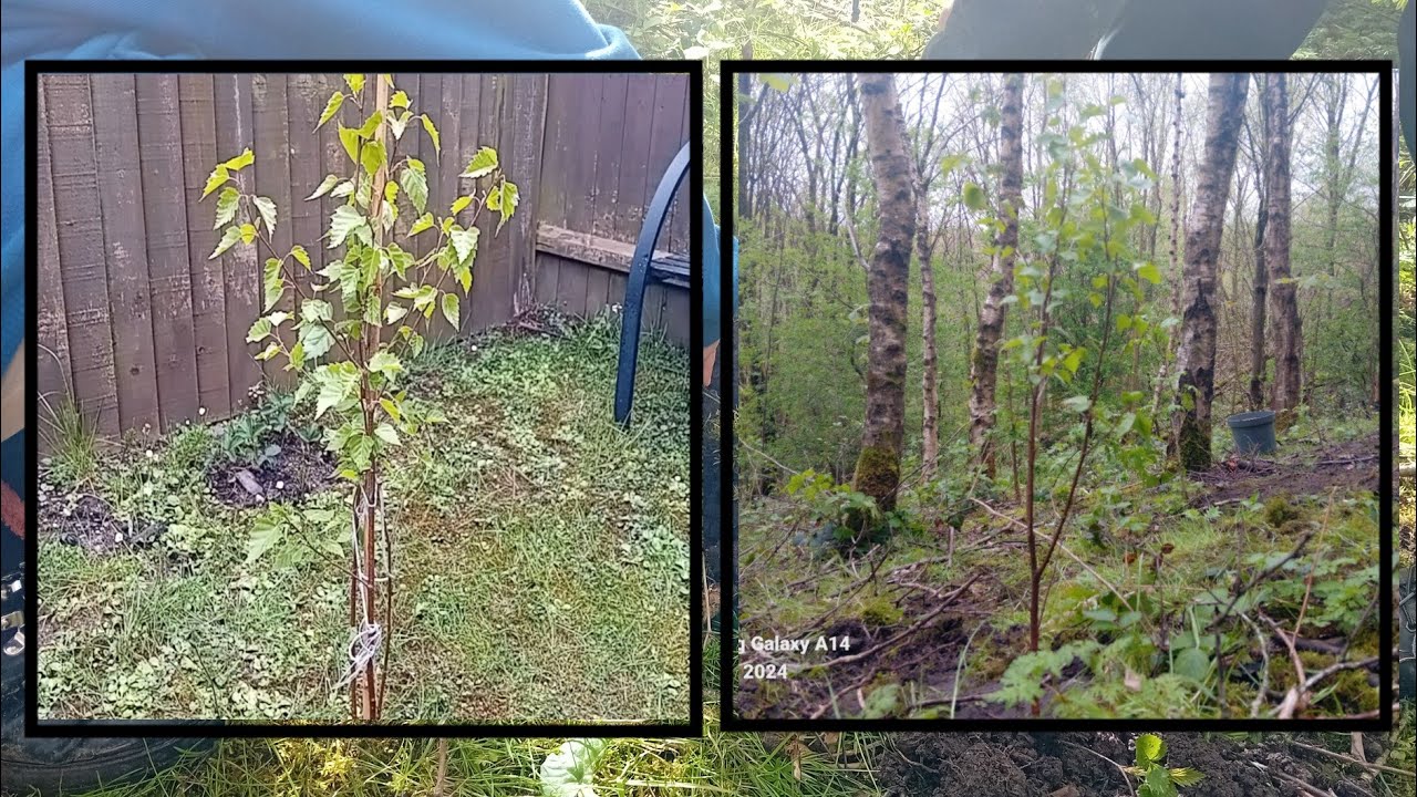 Birch sapling, replanted from our garden to the woods - YouTube
