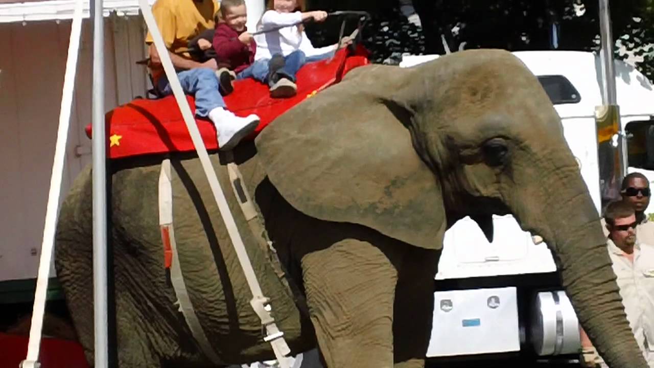elephant ride big e - YouTube