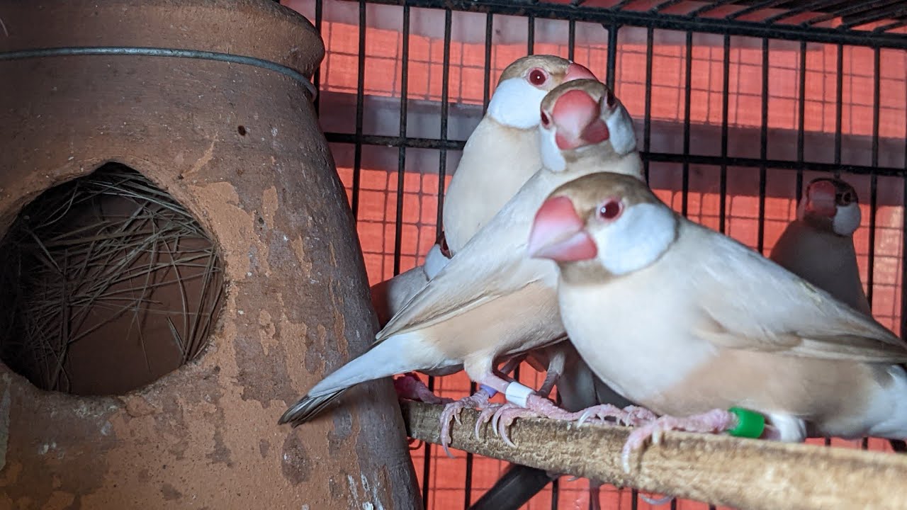 java breeding tips|| java ko nesting kon SI di jye - YouTube
