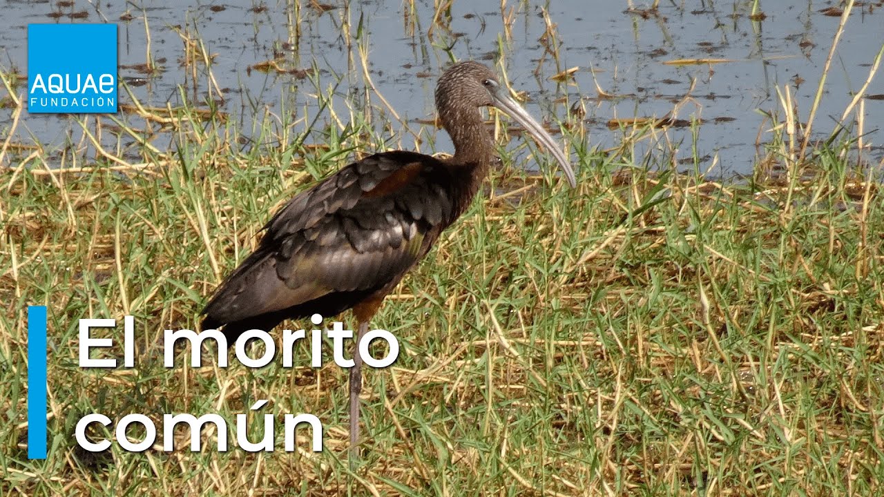 El MORITO COMÚN convierte DOÑANA en su hogar - YouTube
