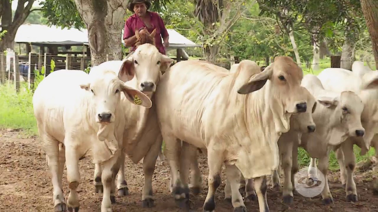 Aumento de ganancia de peso con pastoreo continuo | La Finca de Hoy ...