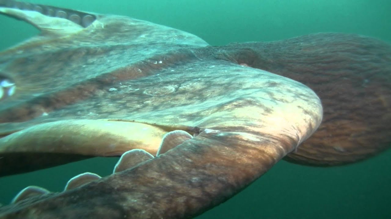Giant Octopus (Soaring With Giants) - YouTube