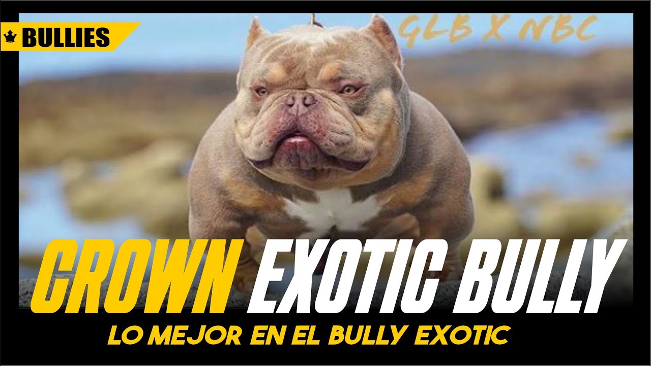 AMERICAN BULLY CROWN LINE Forjando Campeones // - YouTube