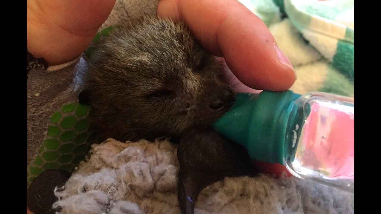 Baby flying-fox's first night in care: this is Beetidubs - YouTube