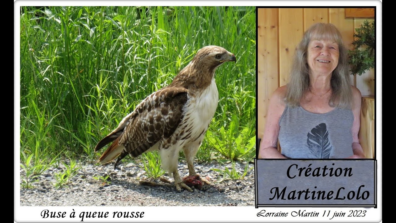 Buse à queue rousse qui dévore un Écureuil roux le 11 juin 2023 à Saint ...