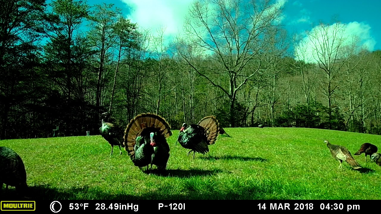 Turkeys Strutting - Moultrie P120i - YouTube