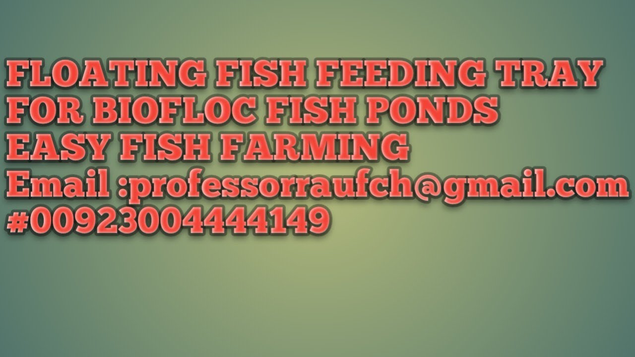 FLOATING FISH FEEDING TRAY 4 {BIOFLOC SETUP} - YouTube